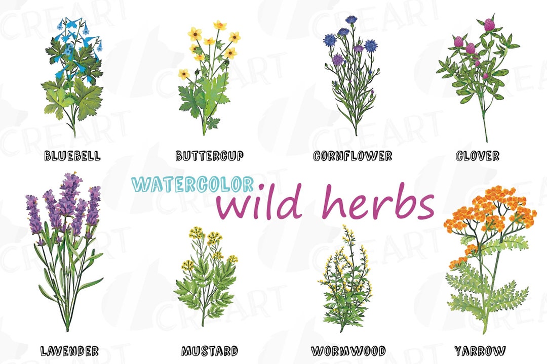 Wild Herbs Clip Art Pack, Watercolor Herbs Chart, Kitchen Herbs, Food ...