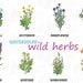 Wild Herbs Clip Art Pack, Watercolor Herbs Chart, Kitchen Herbs, Food ...