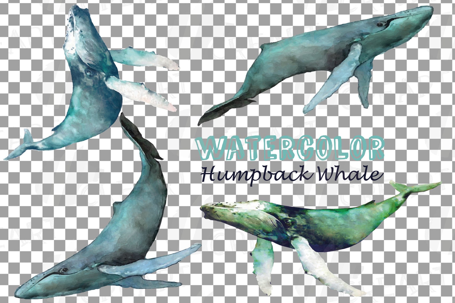 Watercolor Humpback Whale Clip Art Pack Colorful Whales - Etsy