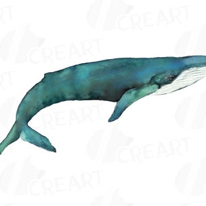Watercolor Blue Whale Clip Art Pack, Blue Whales Decoration. Printable ...