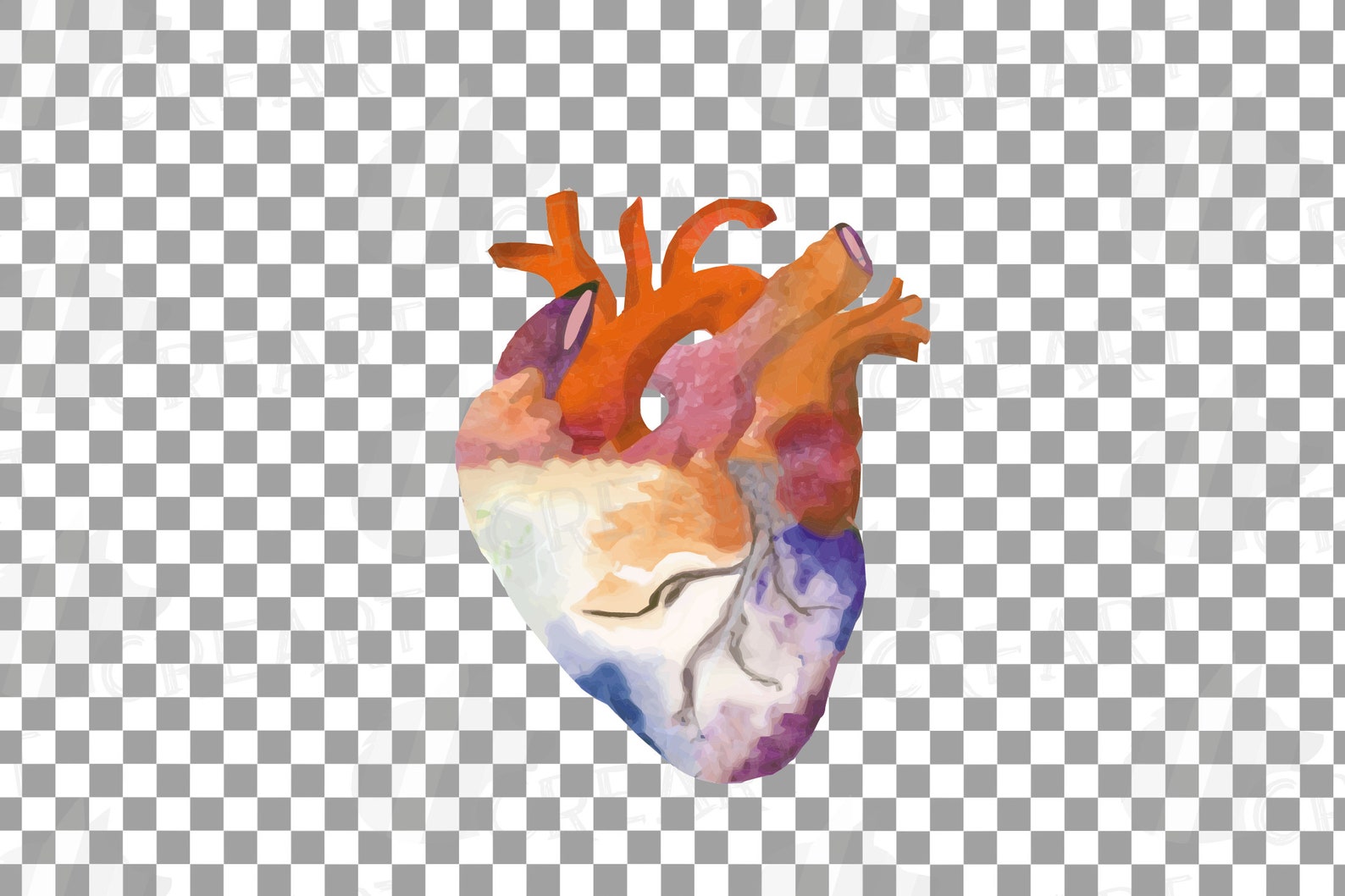 Watercolor Anatomical Human Heart and Brain Decoration Design | Etsy