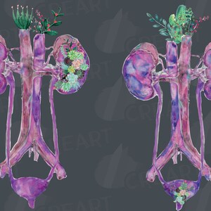 Watercolor Purple Anatomical Urinary Tract System With Succulents ...