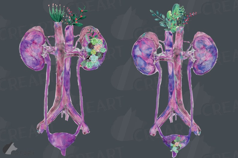 Watercolor Purple Anatomical Urinary Tract System With | Etsy