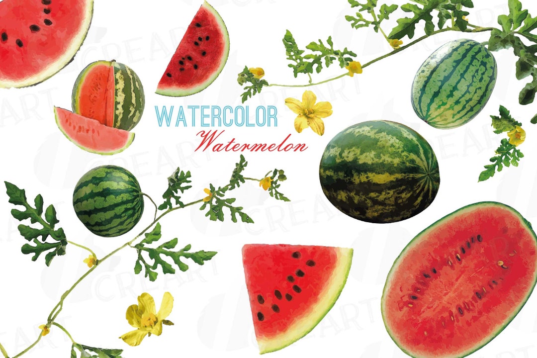 Watercolor Watermelon Clip Art Pack, Watermelon Plant and Flowers ...