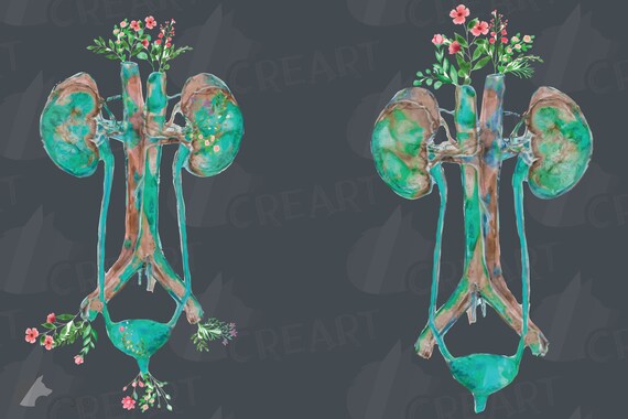 Harnsystem Clipart Menschliches Harnsystem Ausgeschnittene Stockfotos