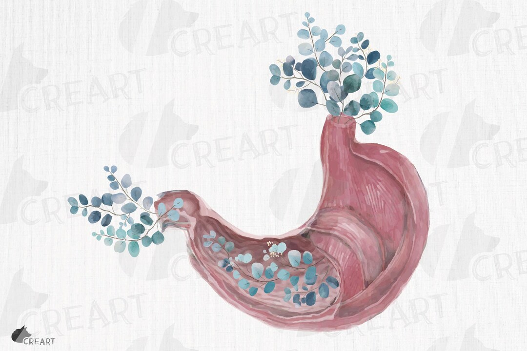Floral Stomach Anatomy Print: Pink Blush Eucalyptus (digital Download ...