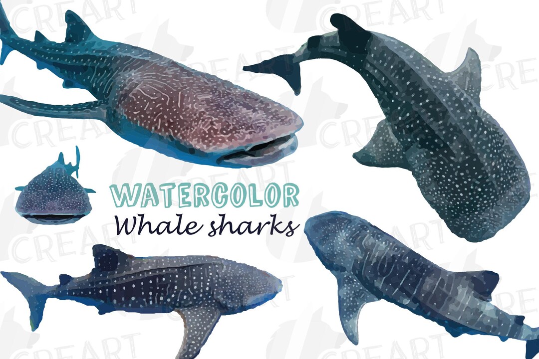 Watercolor Whale Shark Clip Art Pack, Colorful Whales Collection. Png ...