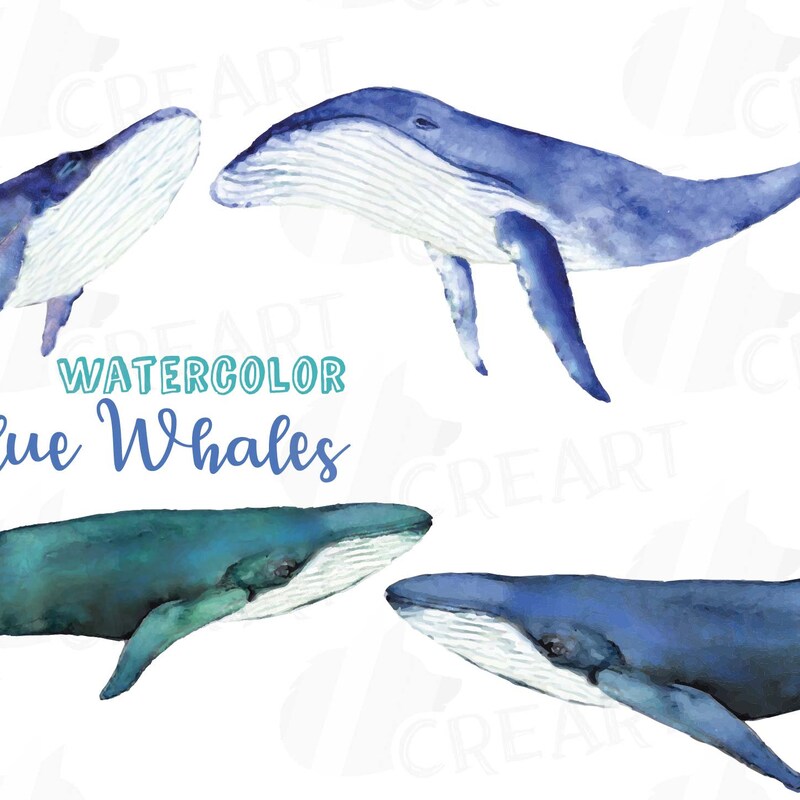 Whales Clip Art - Etsy