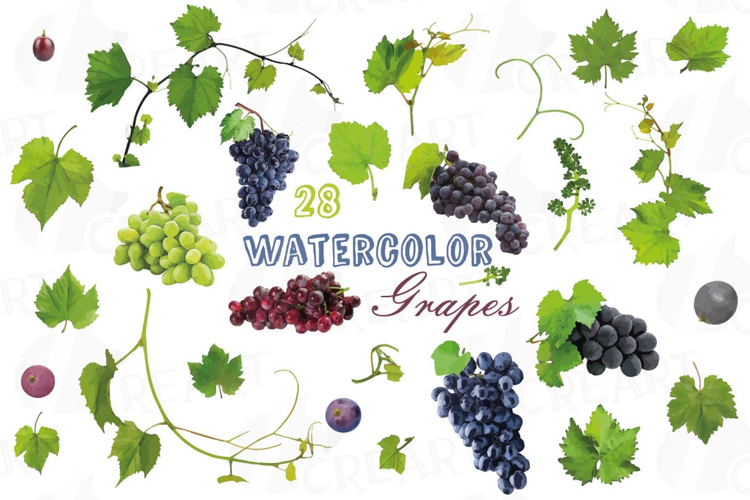 Grapes Clip Art Watercolor Wine Grape, Branch, Flowers and Leaves Clip ...
