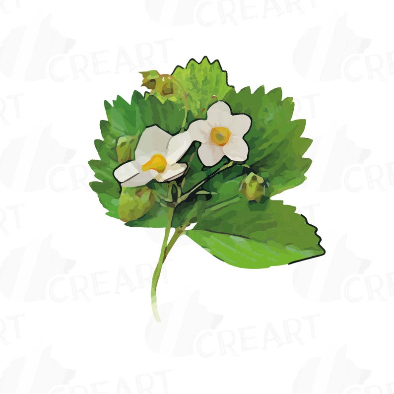 Watercolor Strawberries Clip Art Pack Strawberry Flower and - Etsy