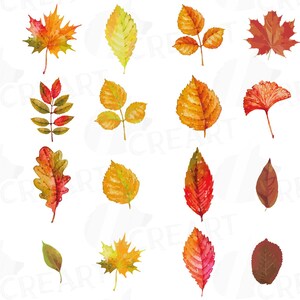Autumn Leafs Watercolor Clip Art Pack, Watercolor Fall Clipart, Autumn ...
