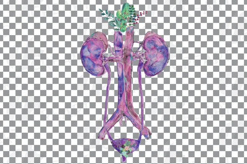 Watercolor Purple Anatomical Urinary Tract System With | Etsy