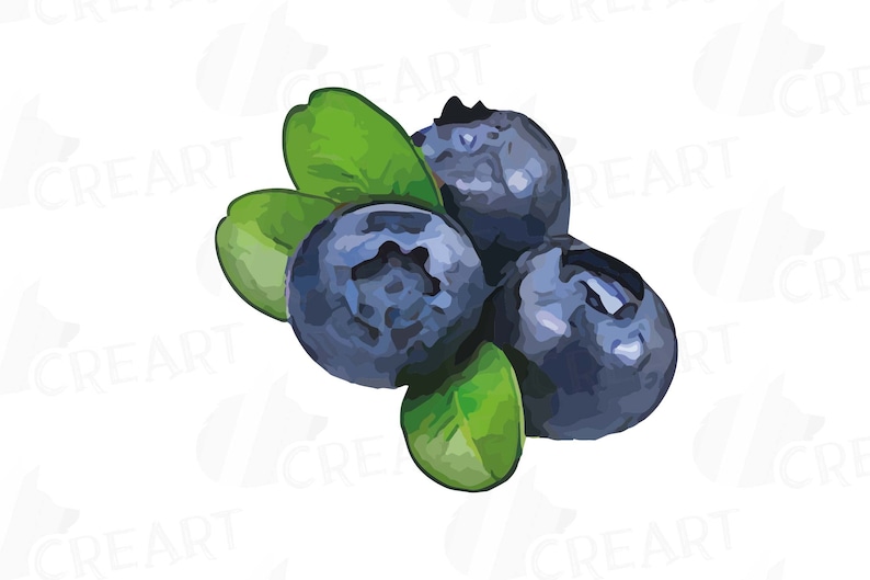 Watercolor Blueberry Branch and Leaves Clip Art Pack - Etsy Canada