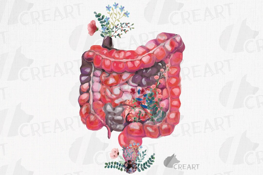 Watercolor Intestines Floral Anatomical Design. Human Red Intestine ...