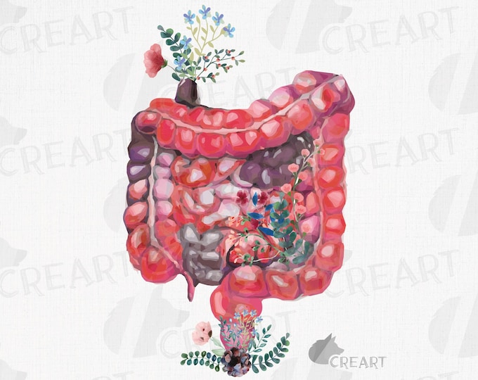 Intestines SVG, Intestines Clipart, Intestinal Anatomy Graphic ...