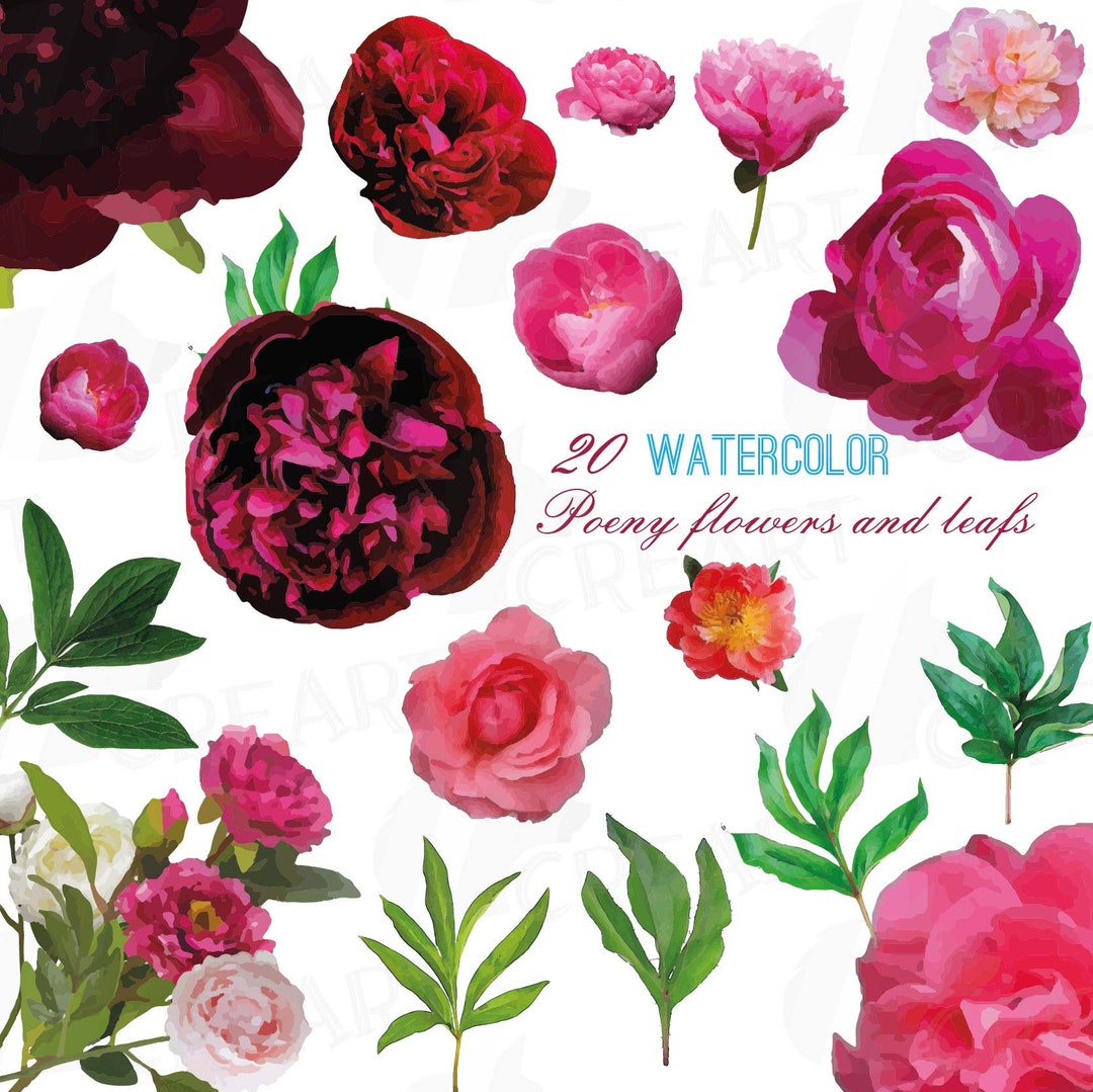 Peony Watercolor Clip Art Collection, Colorful Watercolor Graphics ...