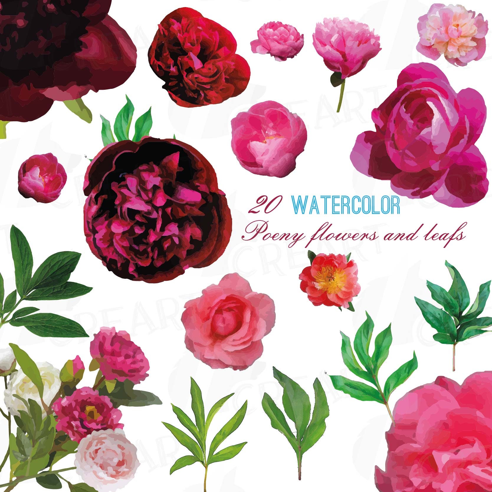 Peony Watercolor Clip Art Collection Colorful Watercolor | Etsy