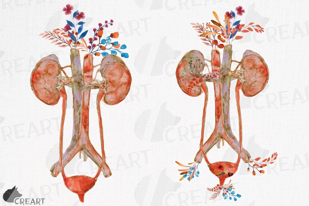 Blühendes anatomisches Harnwege System Herbst Grafik Design. Floral ...
