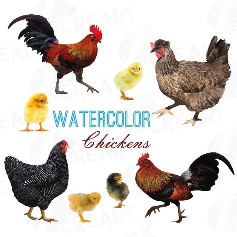 Watercolor Chickens Clip Art Collection Watercolor Hen | Etsy