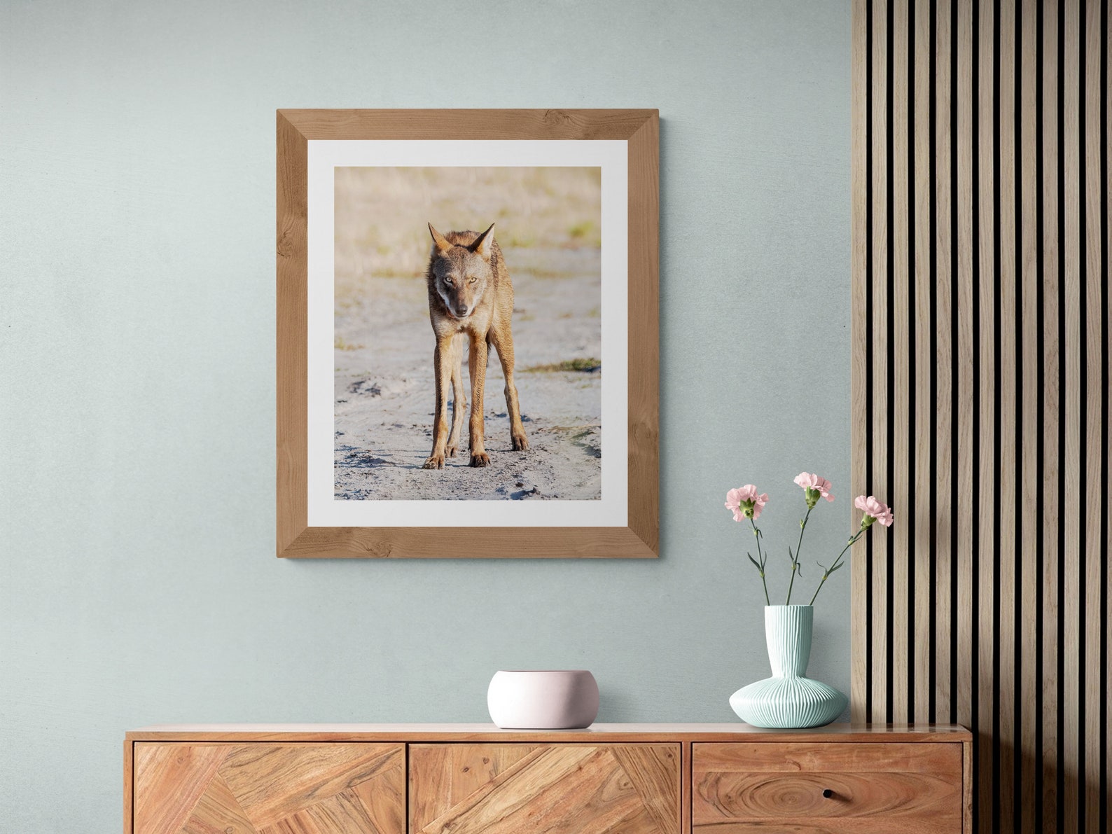 Red Wolf 3672, Authentic Outer Banks Photography, Outer Banks Wildlife ...