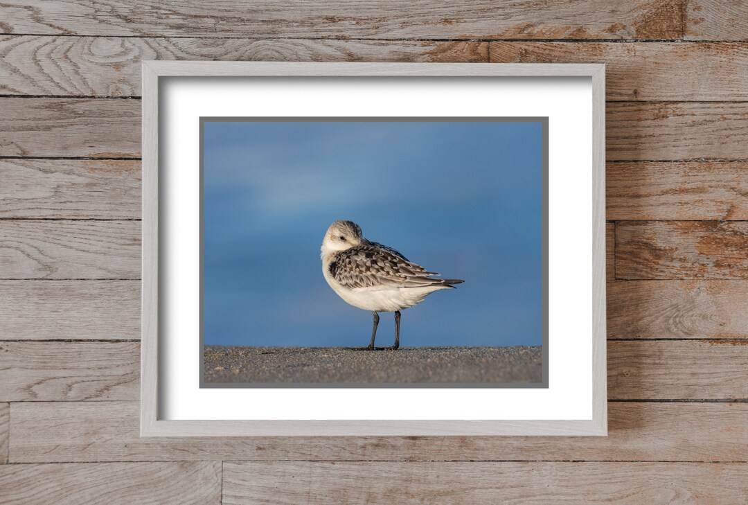 Tiny Sanderling at Rest on the Beach 0059, OBX Photography, Coastal Art ...