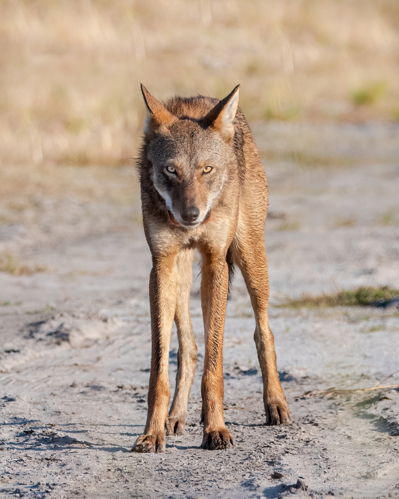 Red Wolf 3672, Authentic Outer Banks Photography, Outer Banks Wildlife ...