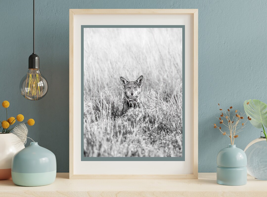 Endangered Red Wolf Black and White, Authentic Outer Banks Photography ...