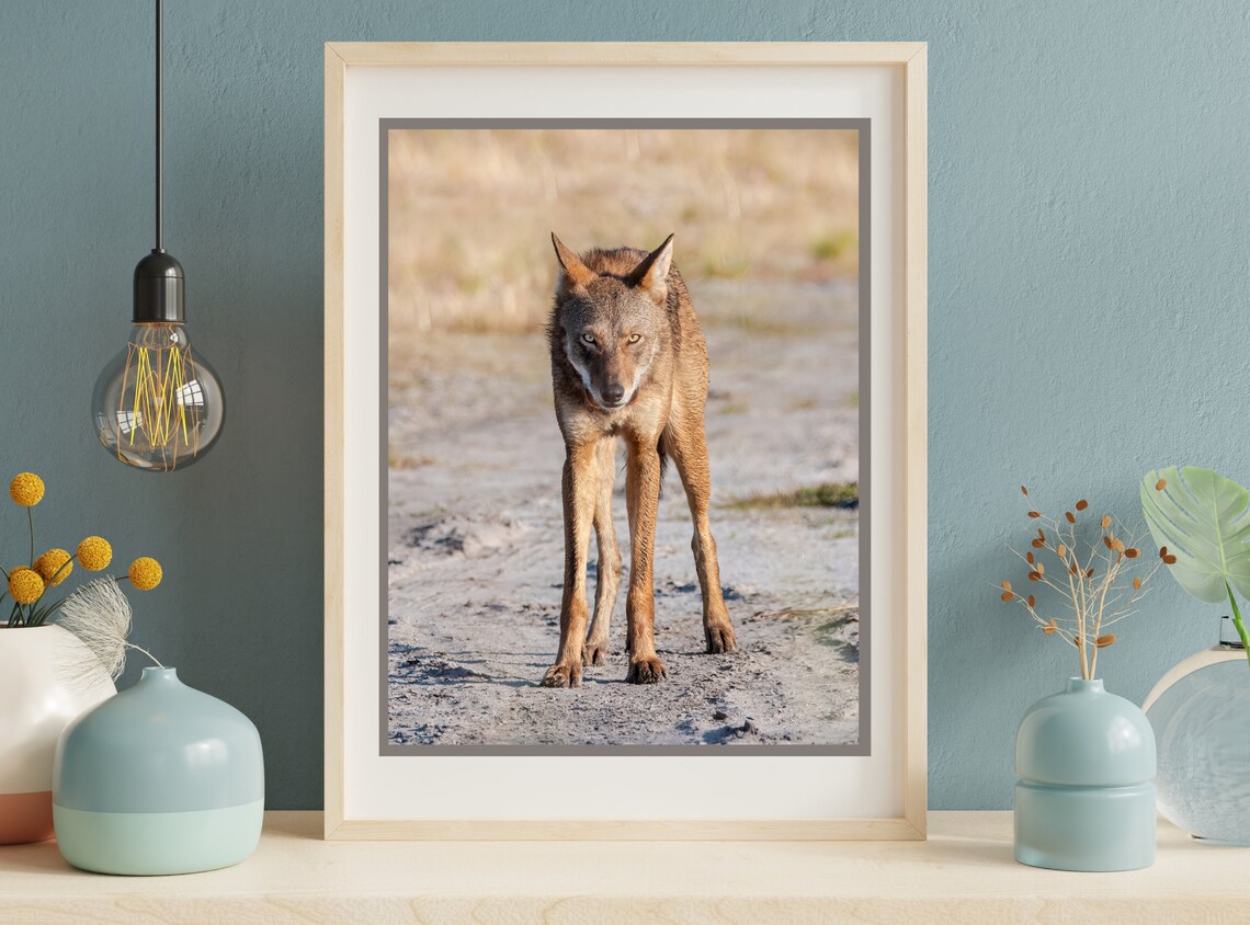 Red Wolf 3672, Authentic Outer Banks Photography, Outer Banks Wildlife ...