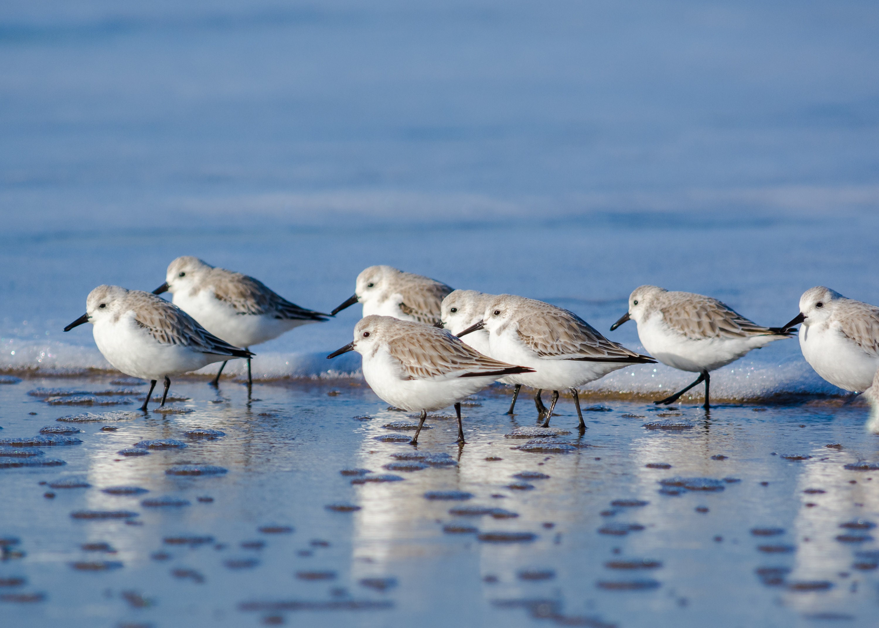Tiny Sanderlings on the Beach at the Outer Banks, Unmatted Photo Print ...