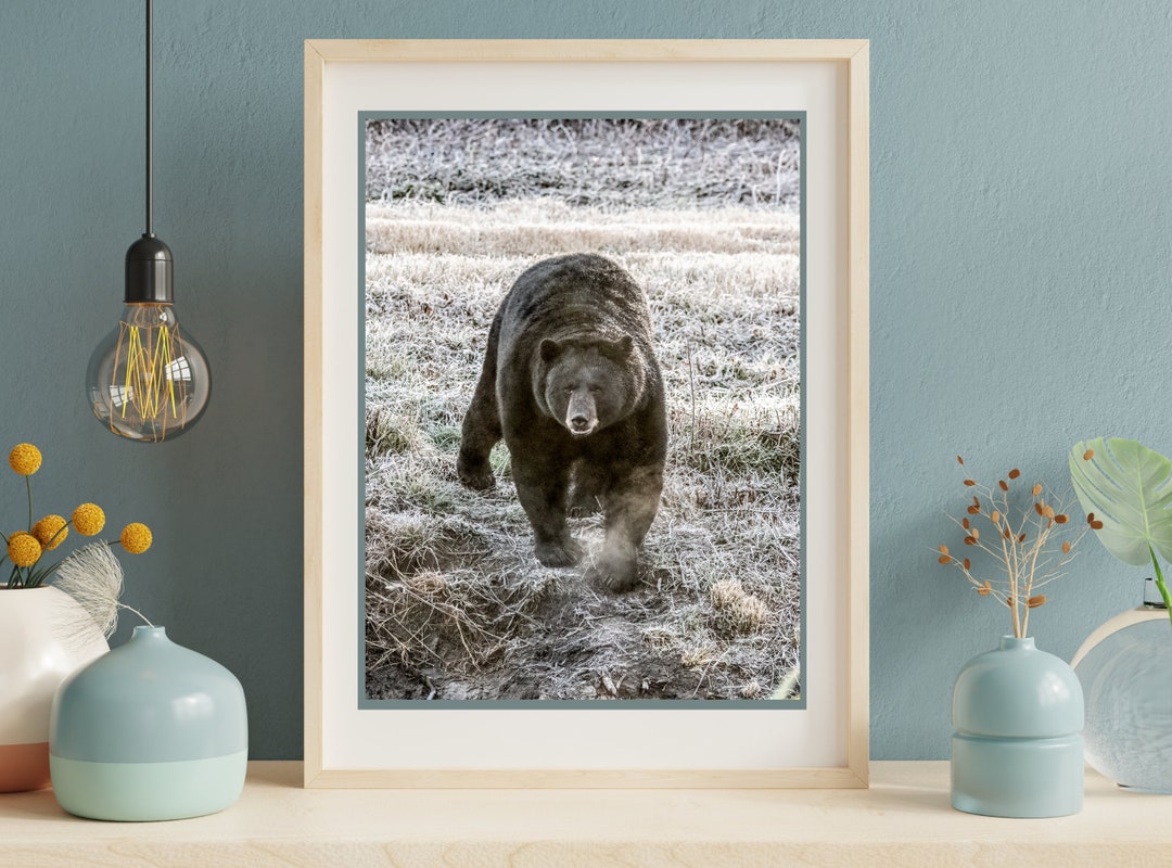 Black Bear on a Frosty Morning 0765, Authentic Outer Banks Photography ...