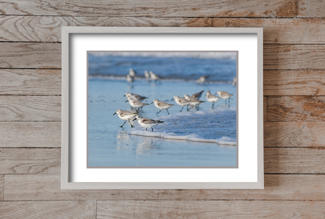 Sanderlings on Blue 3939, OBX Photography, Coastal Art, Authentic Outer ...