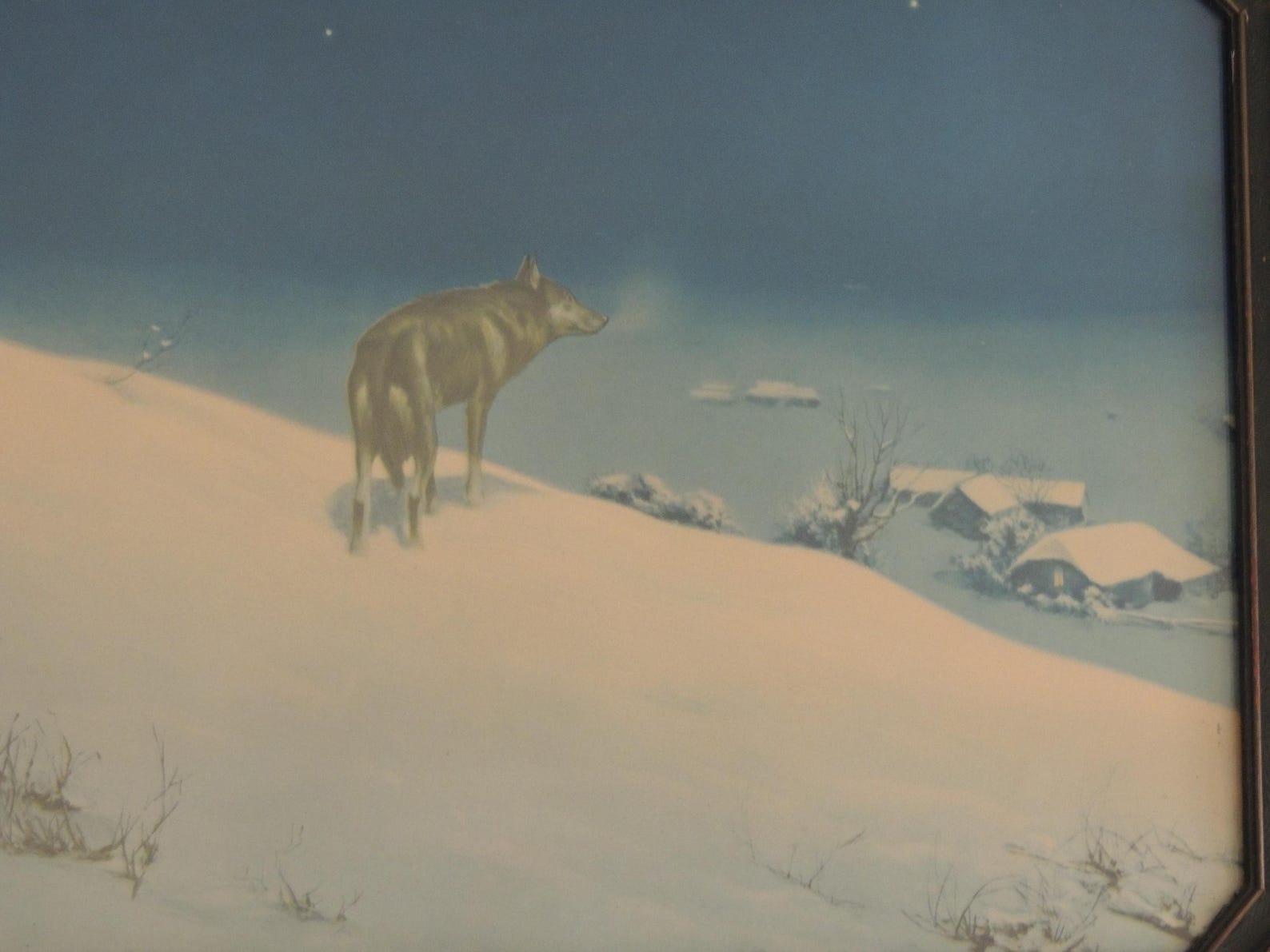 Antique Lone Wolf Print in Antique Frame, Original 1925 Print, Wolf in ...