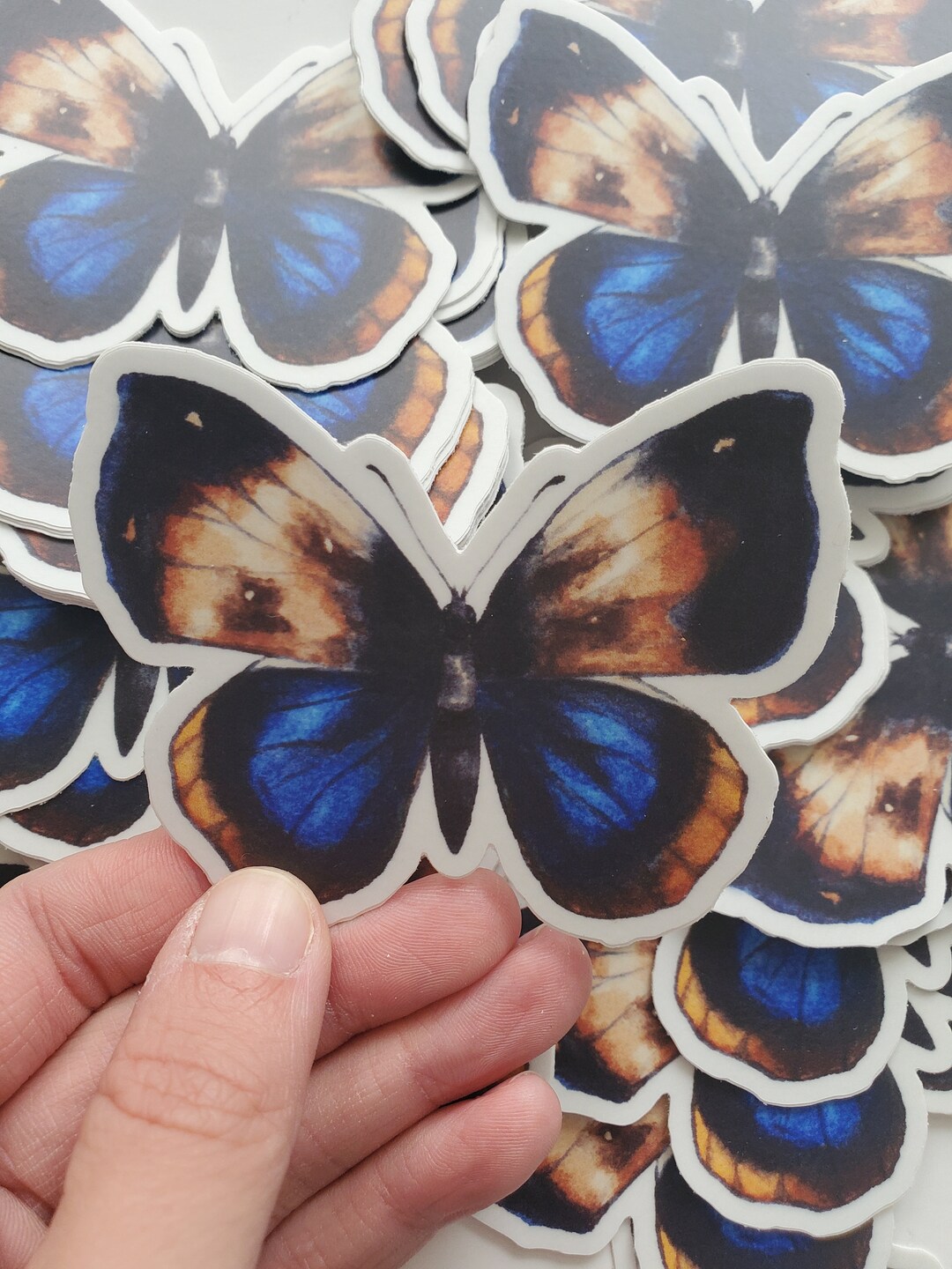 Diva Moth Vinyl Sticker Nature Stickers, Moth Vinyl Sticker, Moth ...