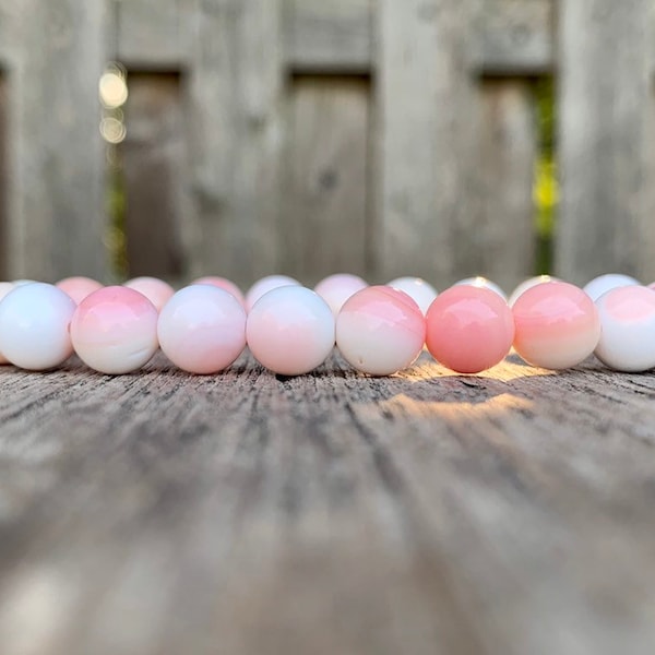 Queen Conch Shell - Etsy