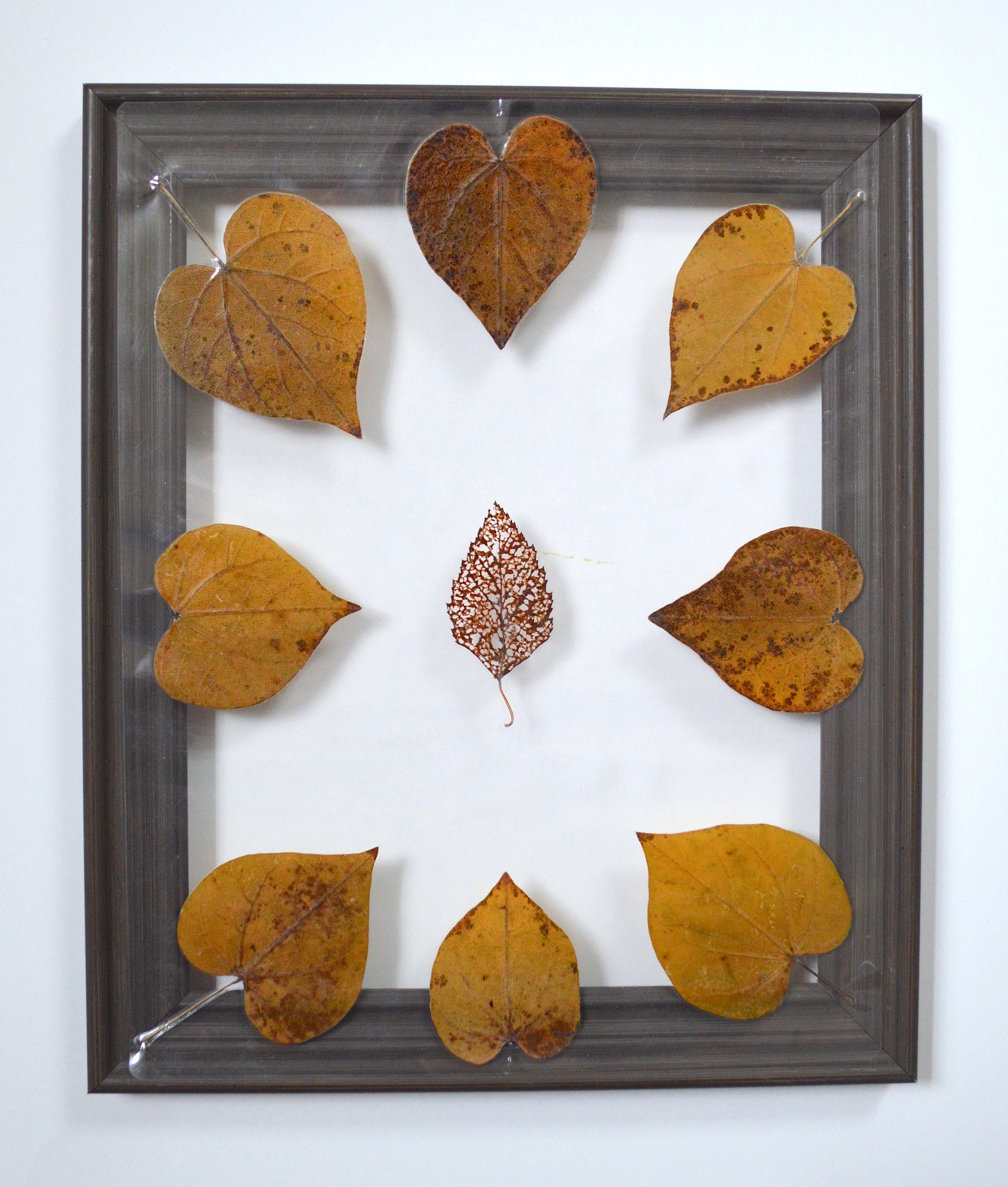 Autumn Leaf Showcase - Etsy