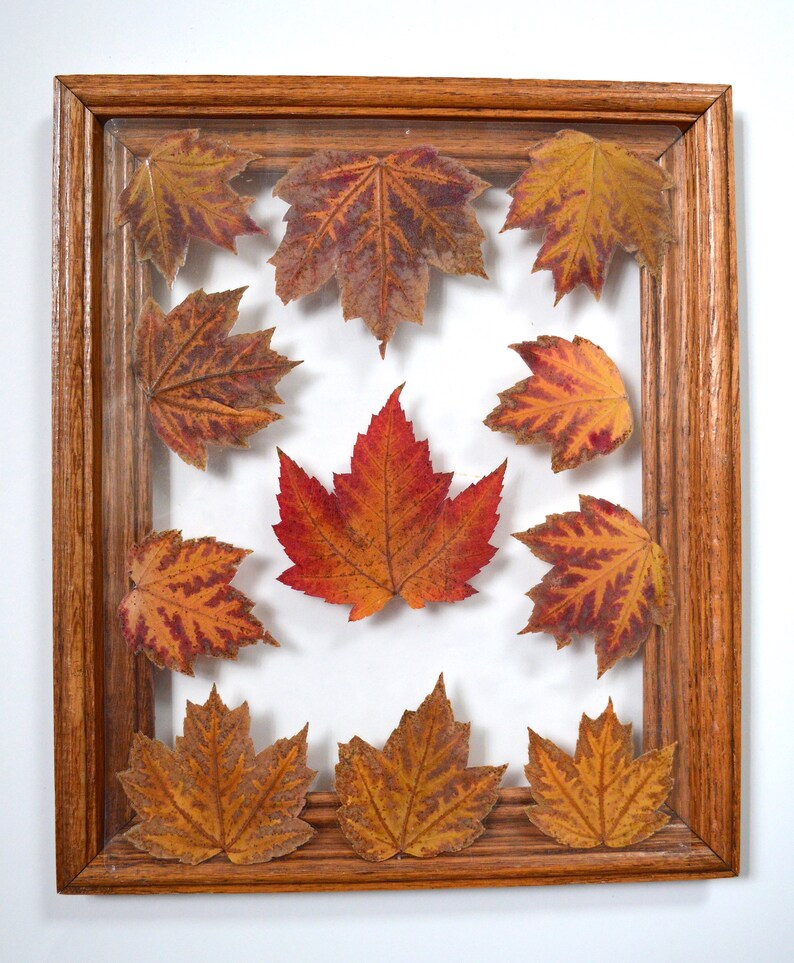 Autumn Leaf Showcase - Etsy