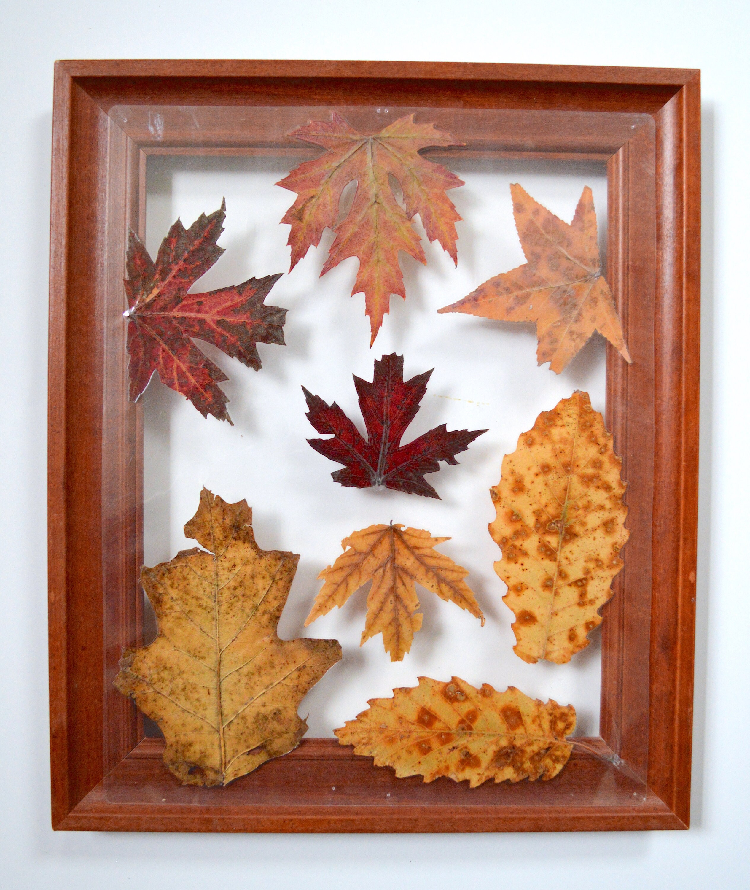 Autumn Leaf Showcase | Etsy