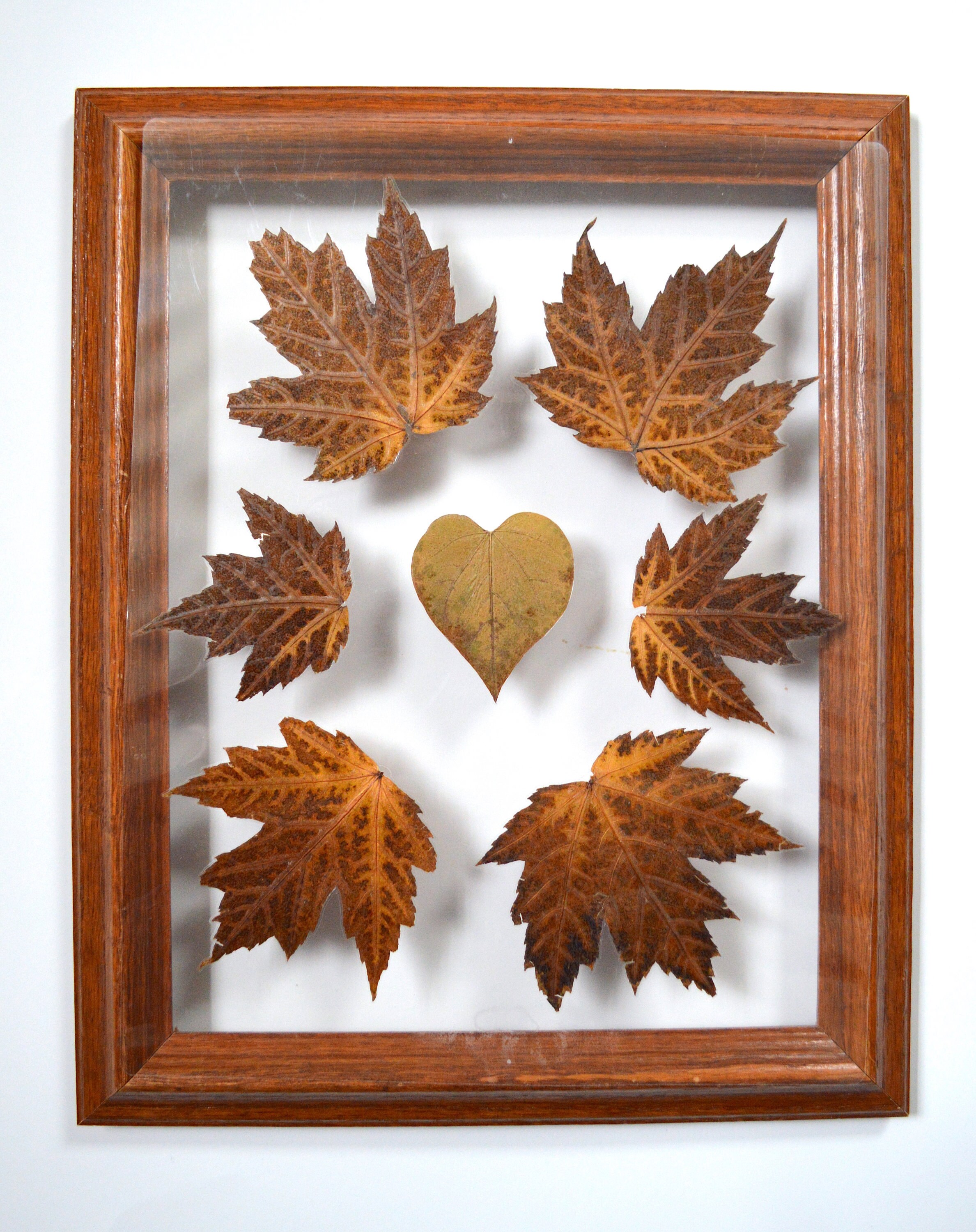 Autumn Leaf Showcase - Etsy