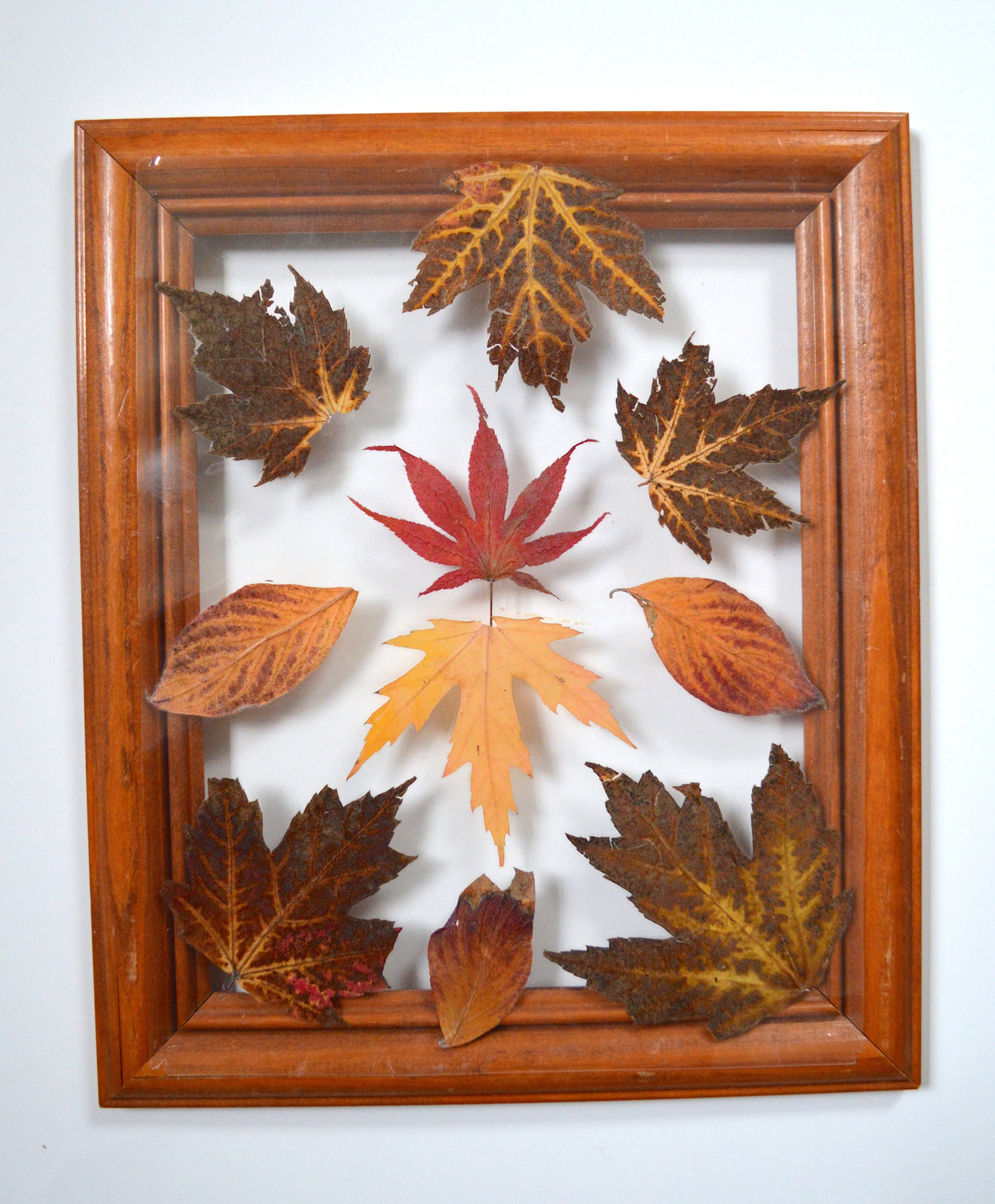 Autumn Leaf Showcase - Etsy