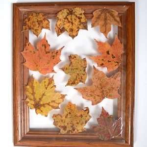 Autumn Leaf Showcase - Etsy