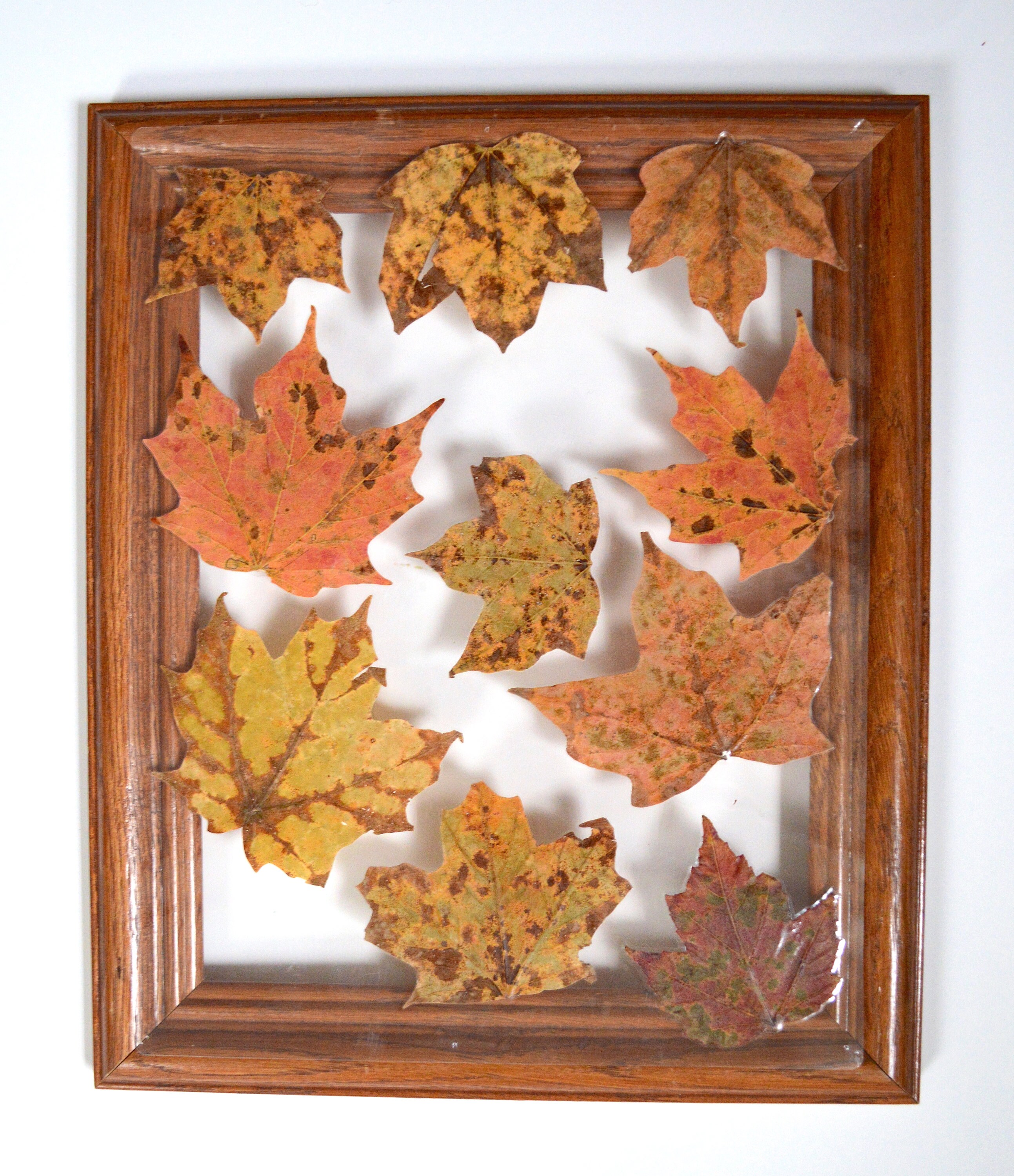 Autumn Leaf Showcase - Etsy