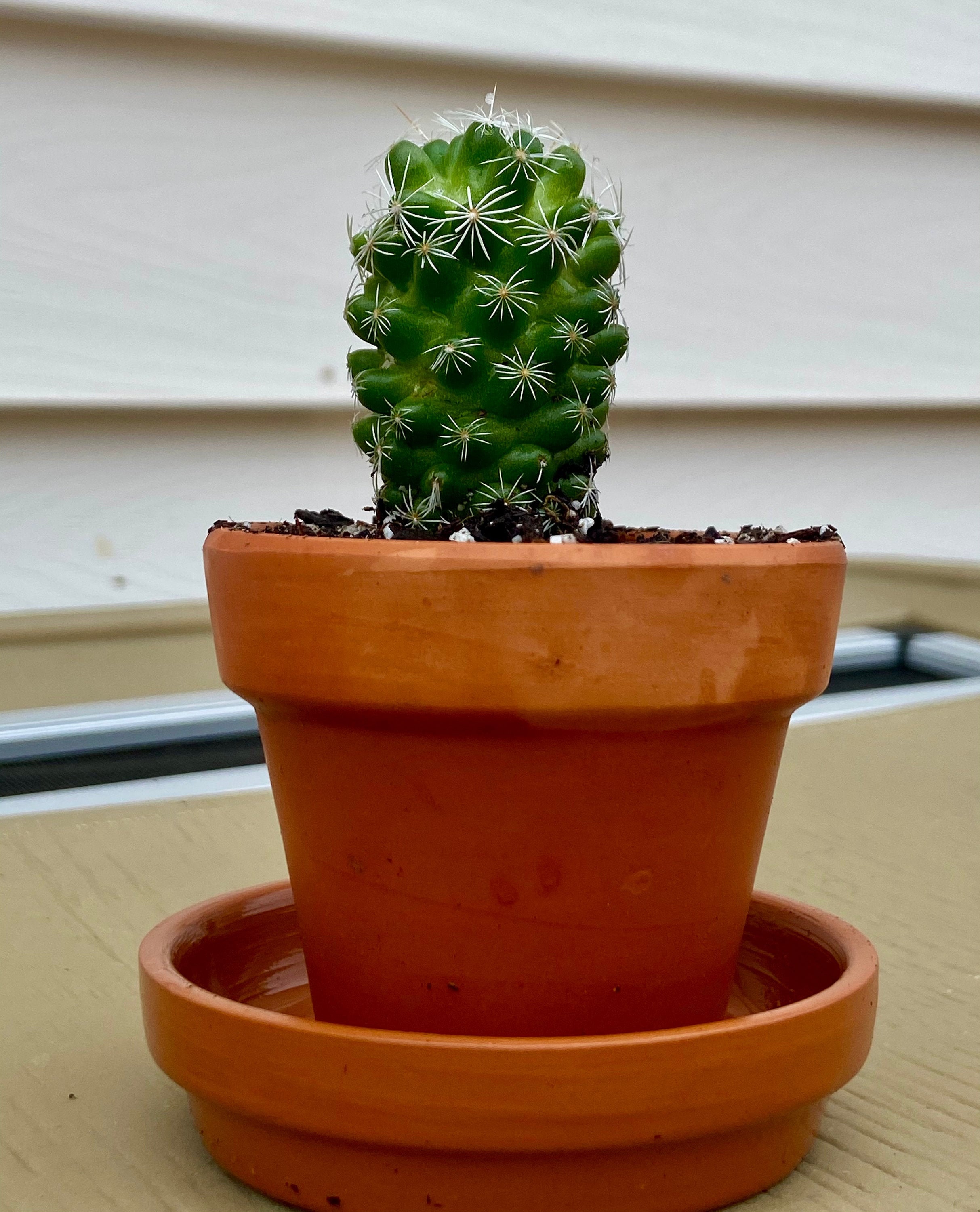 Succulent Cactus Plant Mammilaria lady finger Plant | Etsy