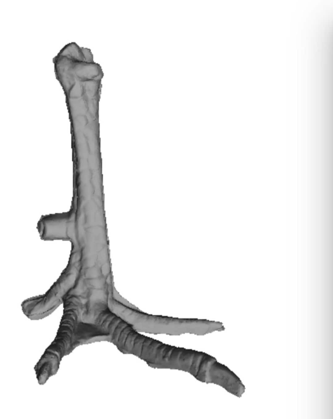 Pata De Plástico De Gallo Para Practicar / Plastic Rooster Leg Model ...