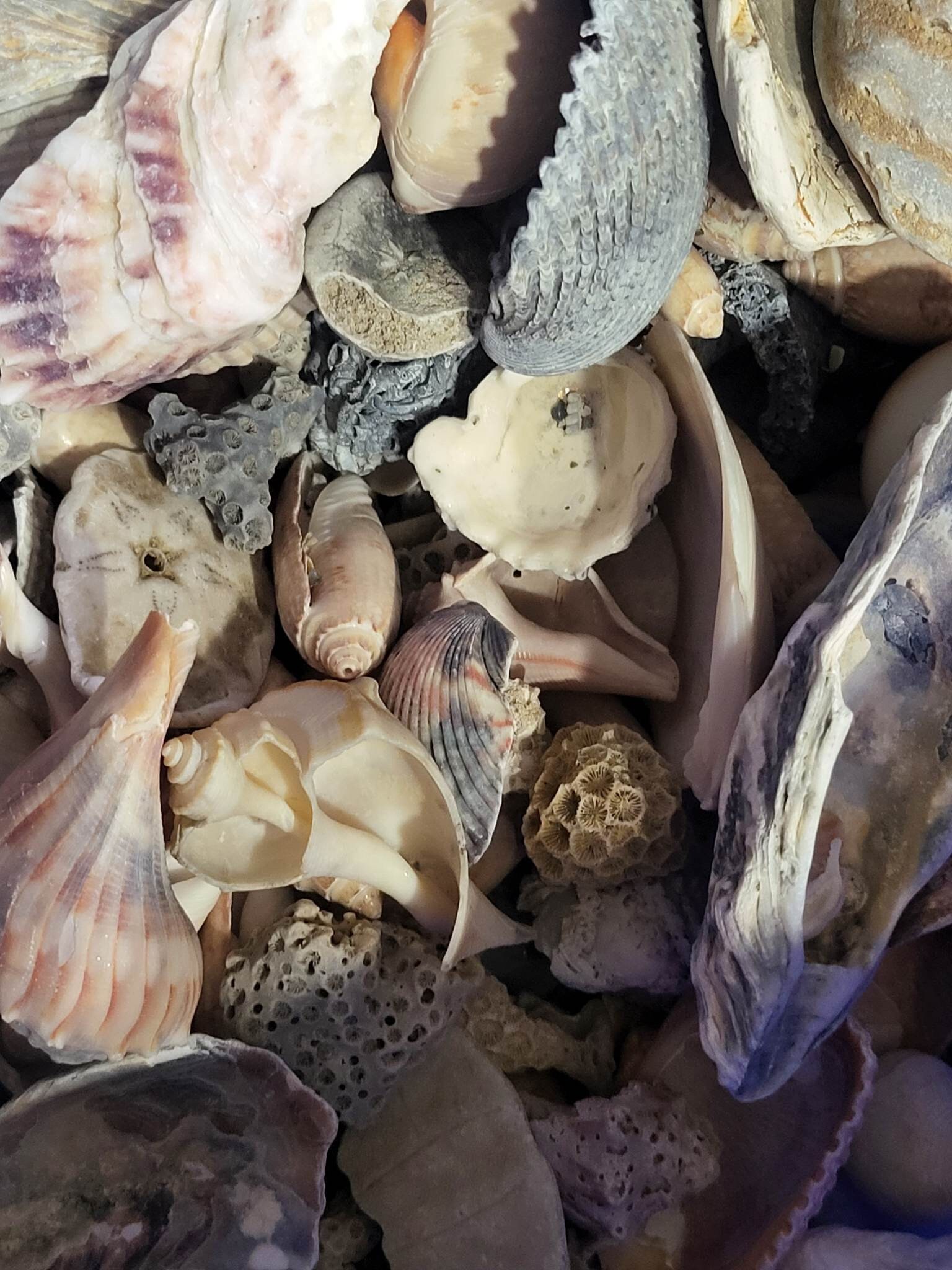 Mystery Seashell Boxes-surprise Seashells-collection-its A Surprise - Etsy