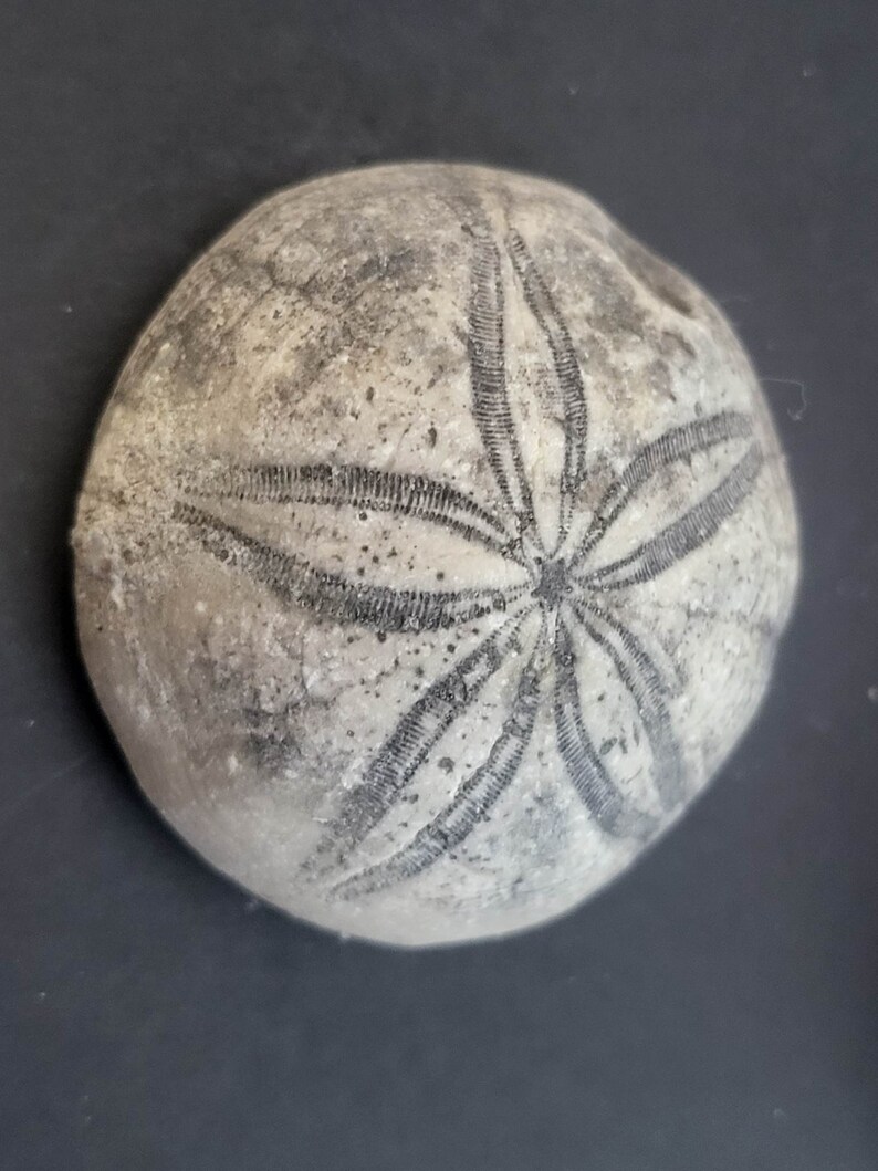 Fossilized Sea Biscuits - Etsy