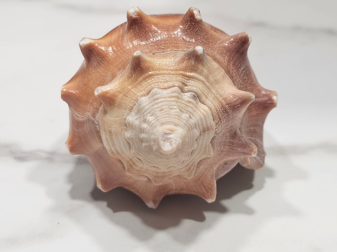 3 Fighting Conch Shells - Etsy