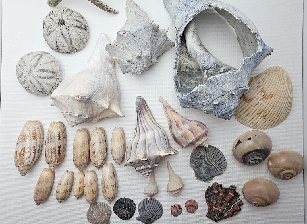 31 Piece Assorted Sea & Shell Collection - Etsy