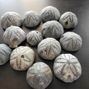 Fossilized Sea Biscuits - Etsy