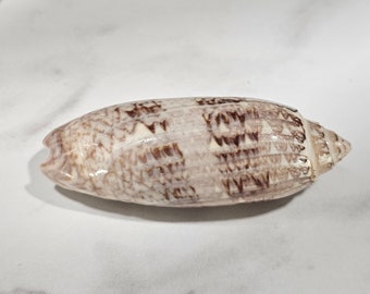 10 Assorted Lettered Olive Shells From Florida - Etsy