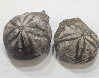 Five Fossilized Sea Biscuits. Holden Beach, SC - Etsy